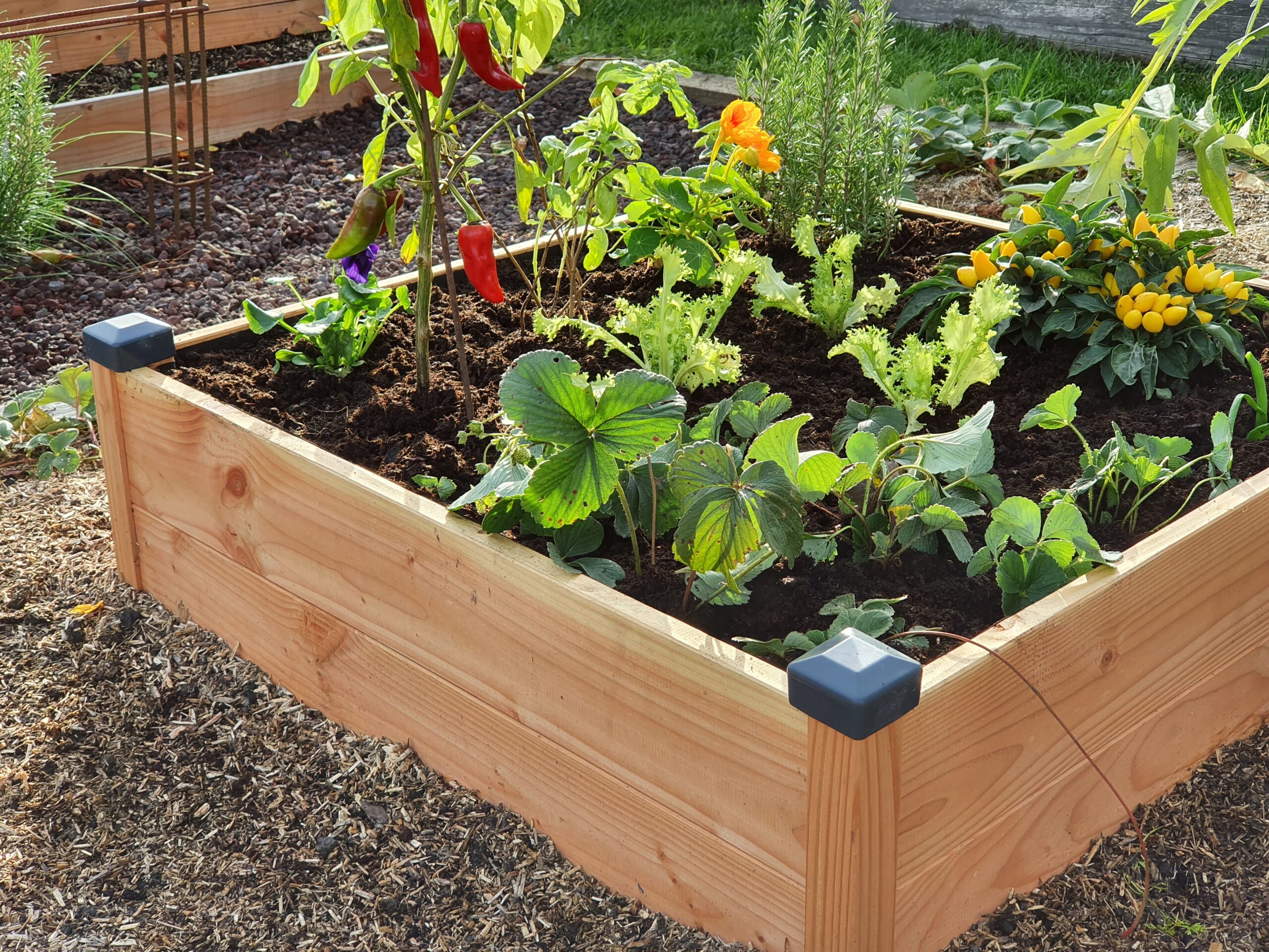 Potager en Douglas Premium - Modèle haut - Mon petit potager