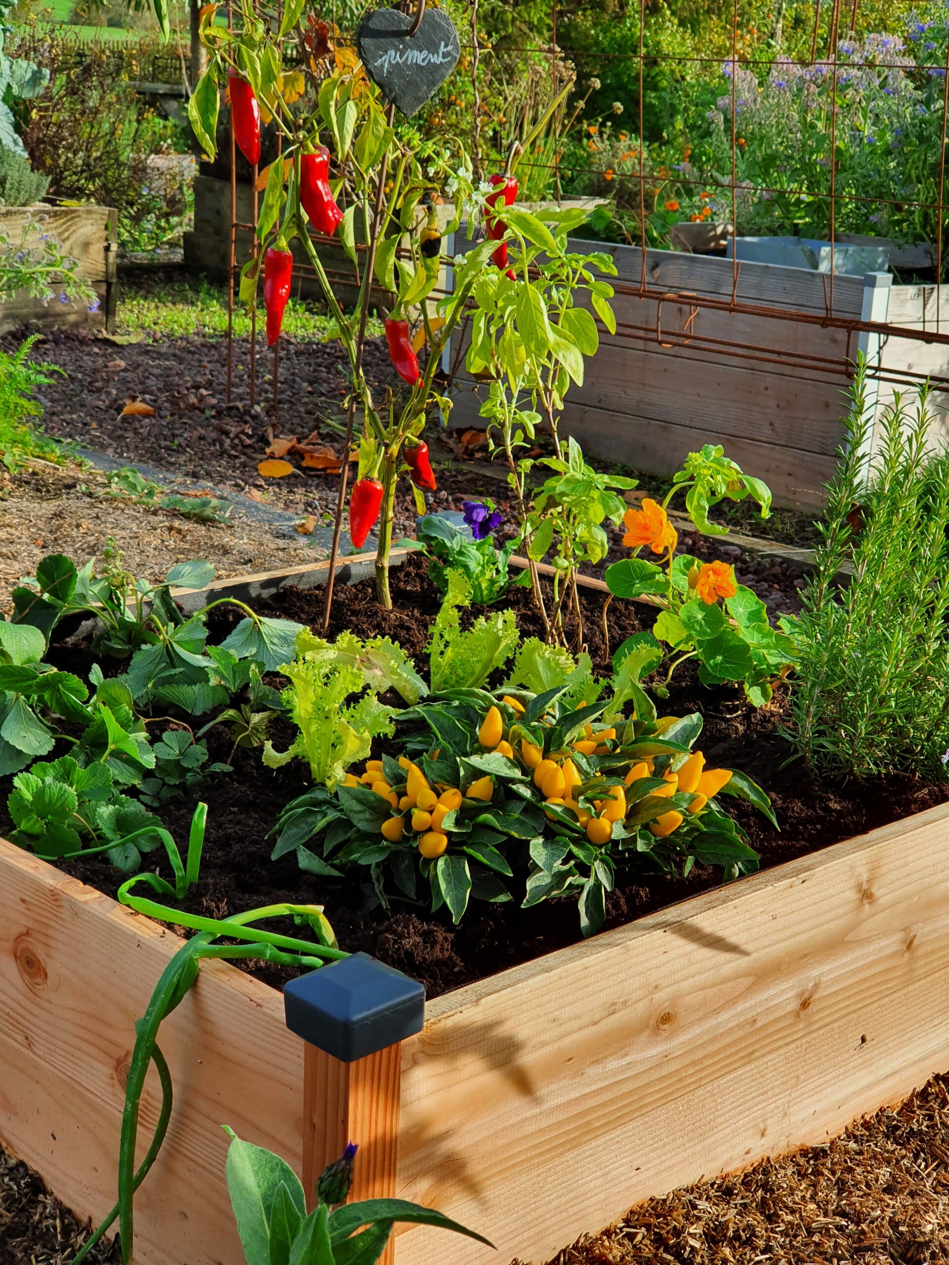 Potager en Douglas Premium - Modèle haut - Mon petit potager